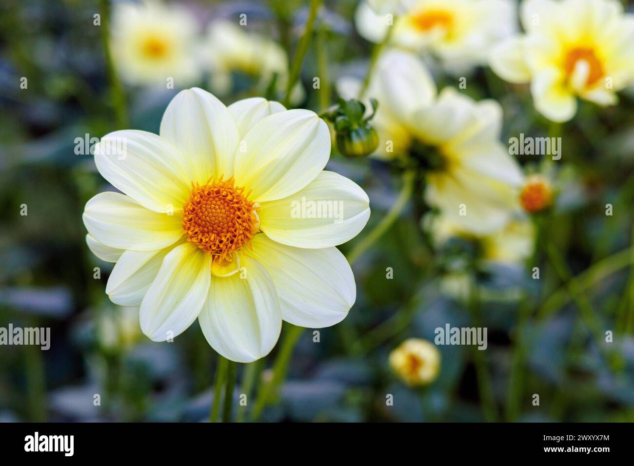 Single flowered dahlia hi-res stock photography and images - Alamy