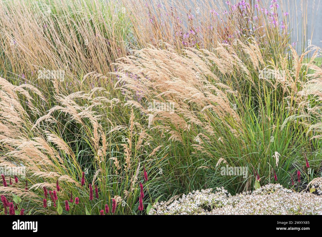 Achnatherum, Feather Grass, Spear Grass (Stipa calamagrostis 'Algaeu ...
