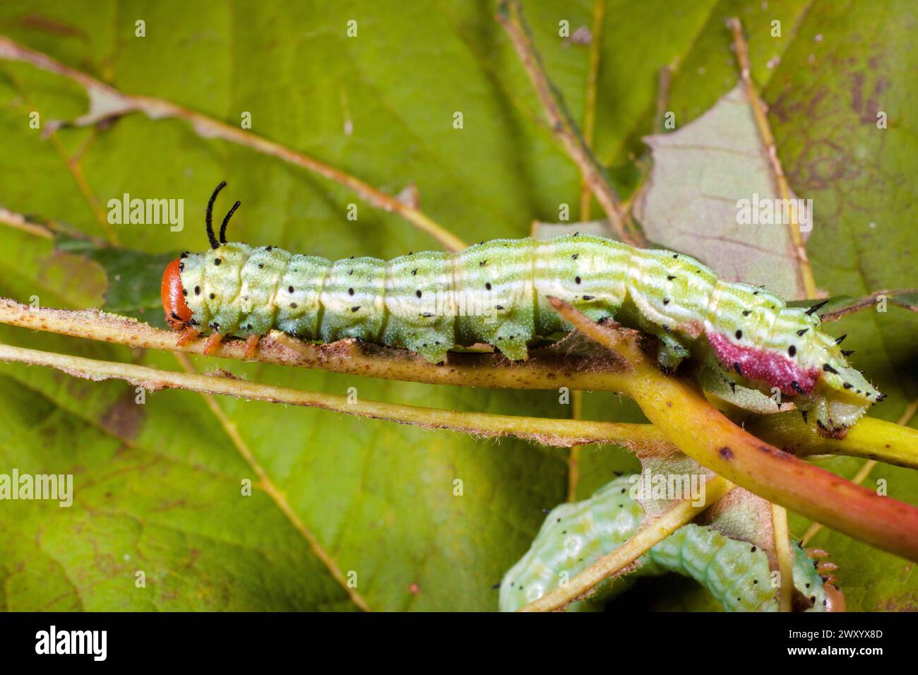 Rosy maple moth (Dryocampa rubicunda), Caterpillar at maple leaf ...