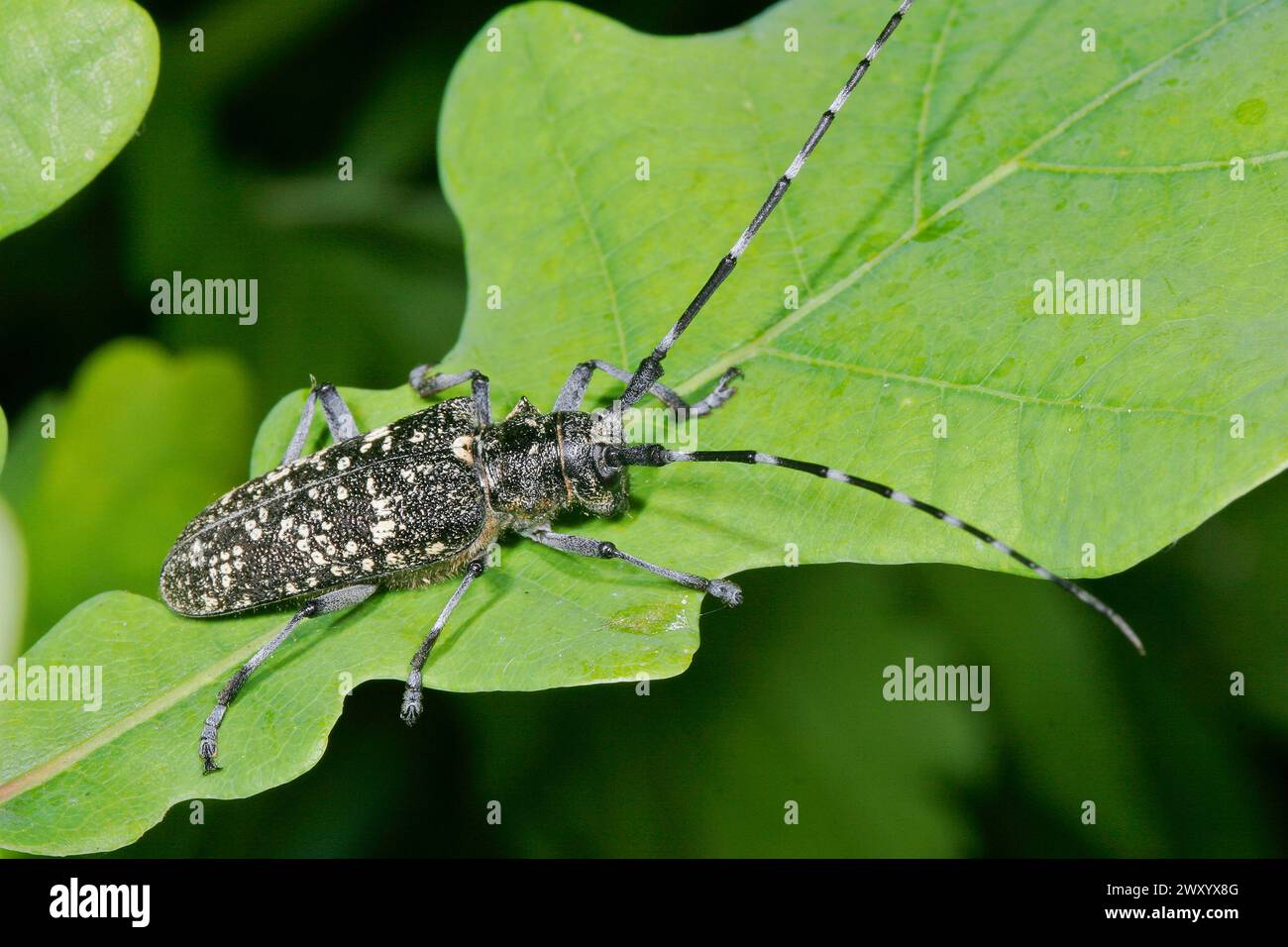 Long horned beetle monochamus hi-res stock photography and images - Alamy
