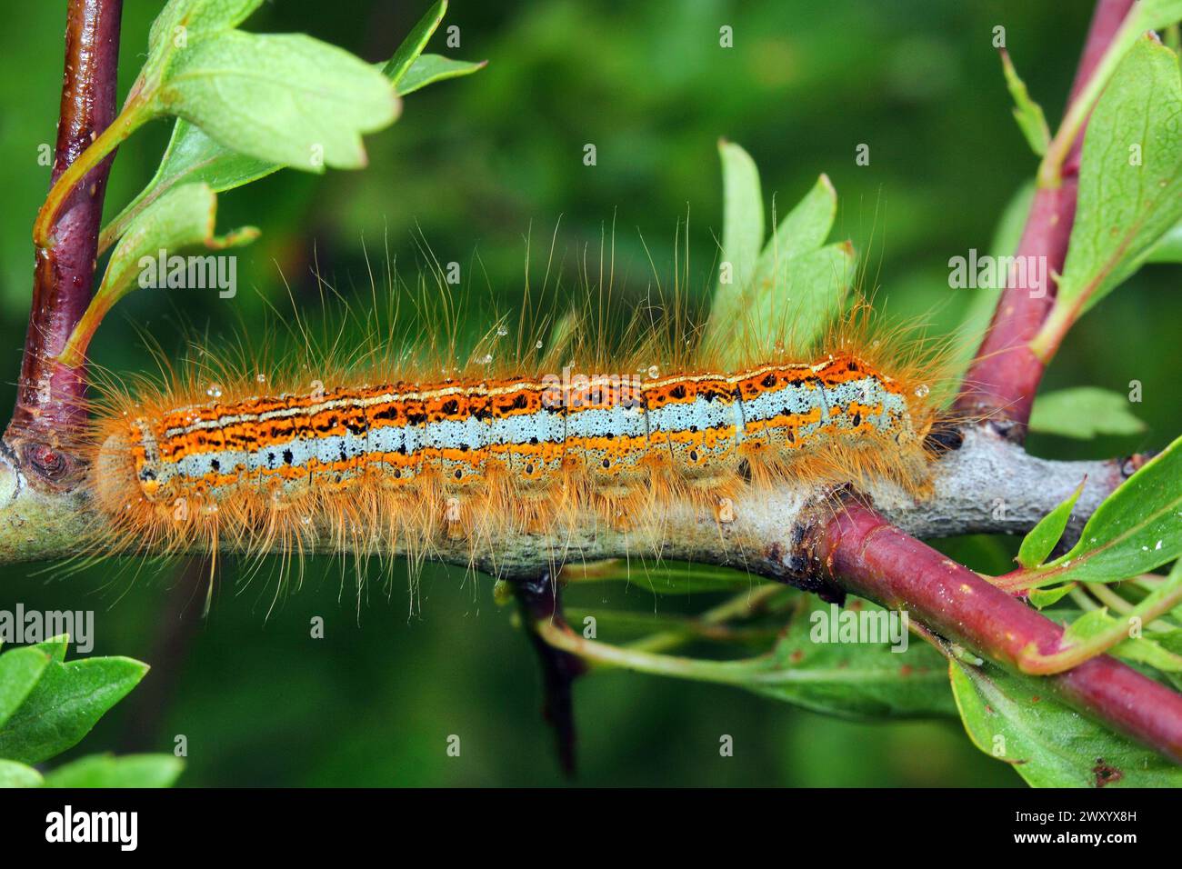 Malacosoma neustria ringelspinnerraupe hi-res stock photography and ...