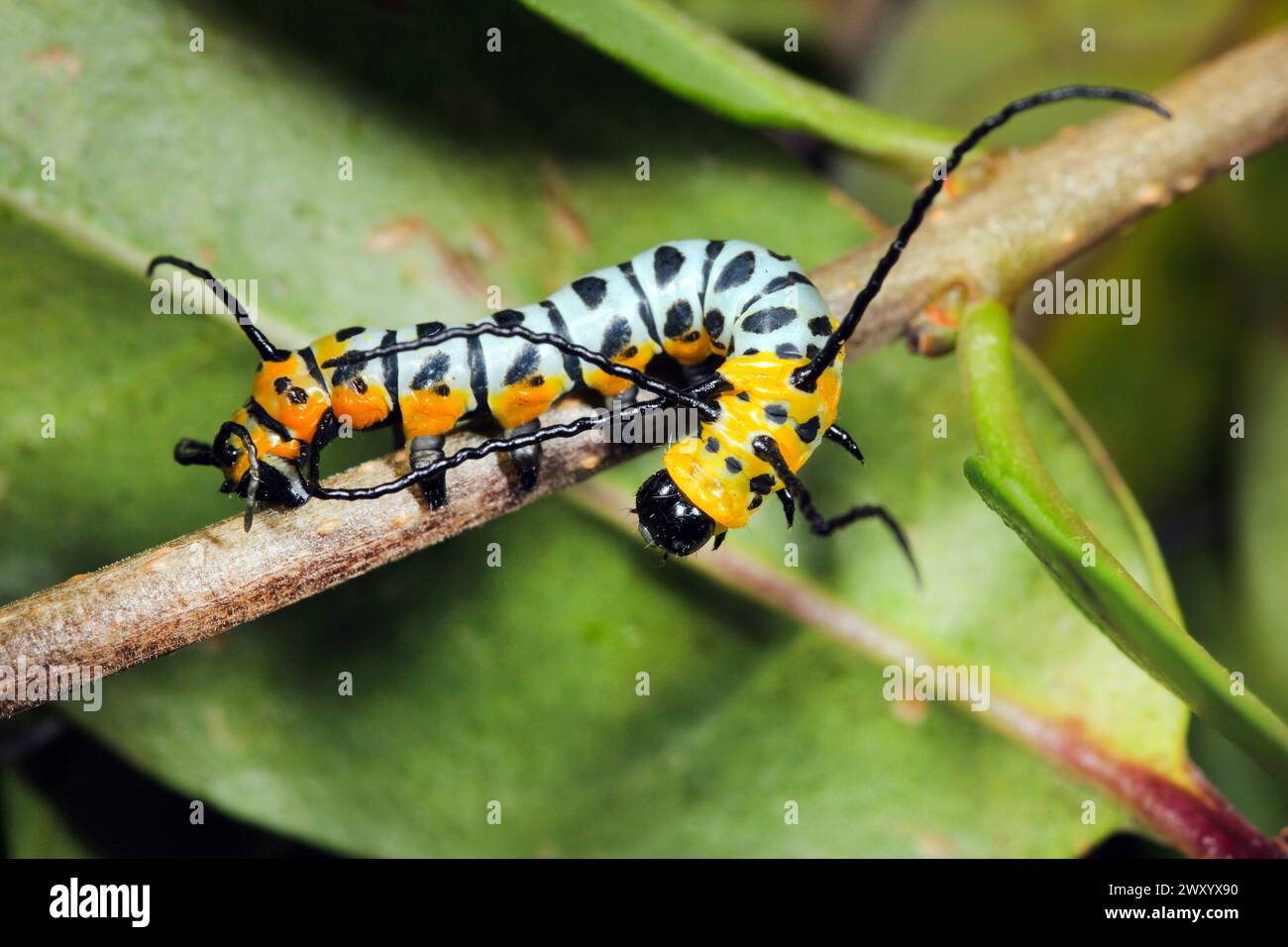 Brahma moth (Brahmaea hearseyi), caterpillar, early stage, moth from ...