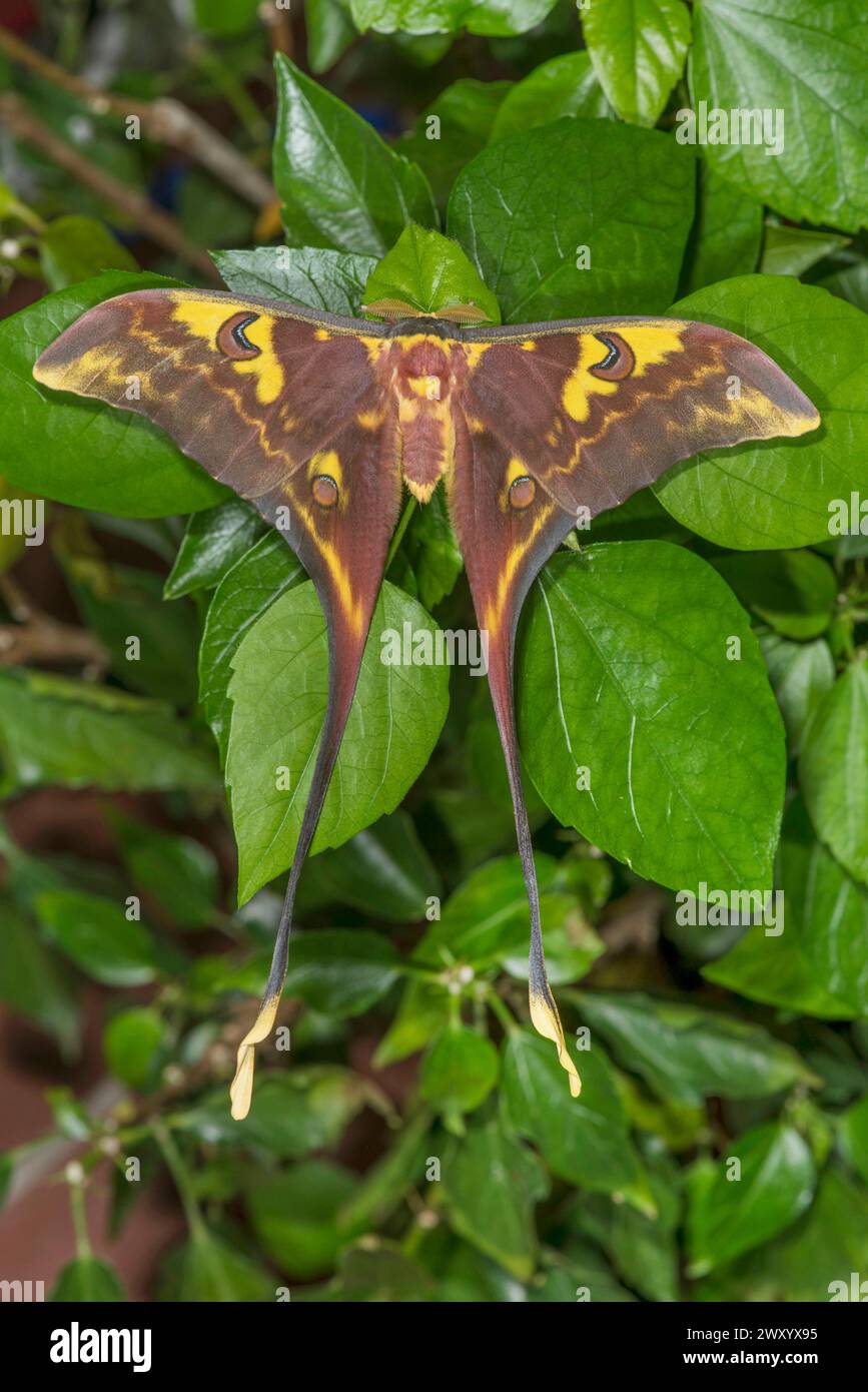 saturniid (Actias isisi), male, saturniid from Sulawesi Stock Photo - Alamy