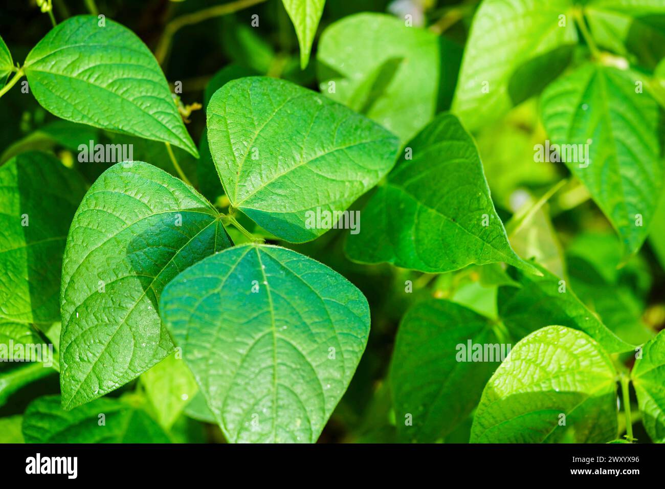 Bush bean hi-res stock photography and images - Alamy