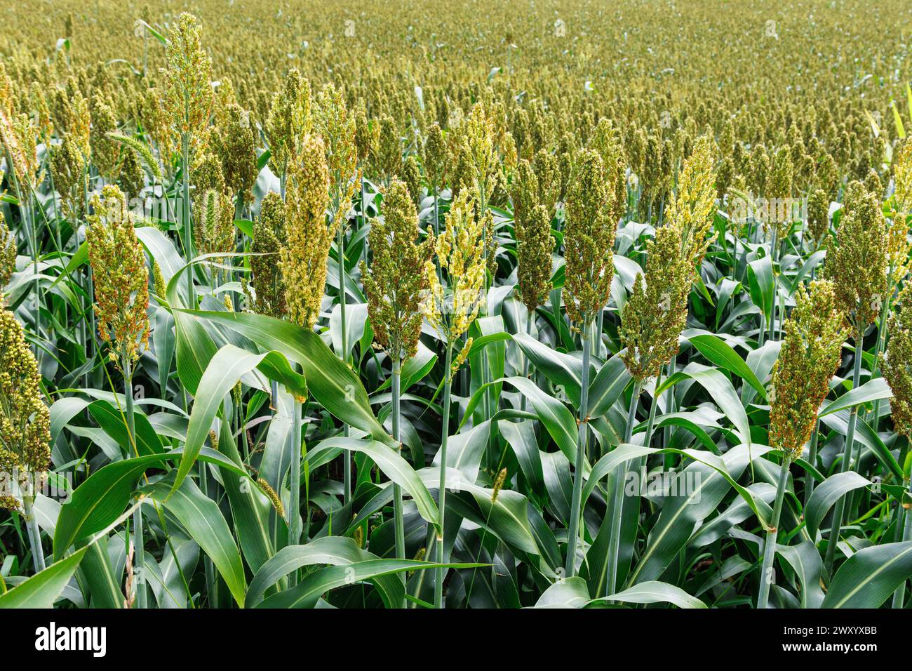 Broom-corn, broomcorn (Sorghum bicolor), field ready for harvesting ...
