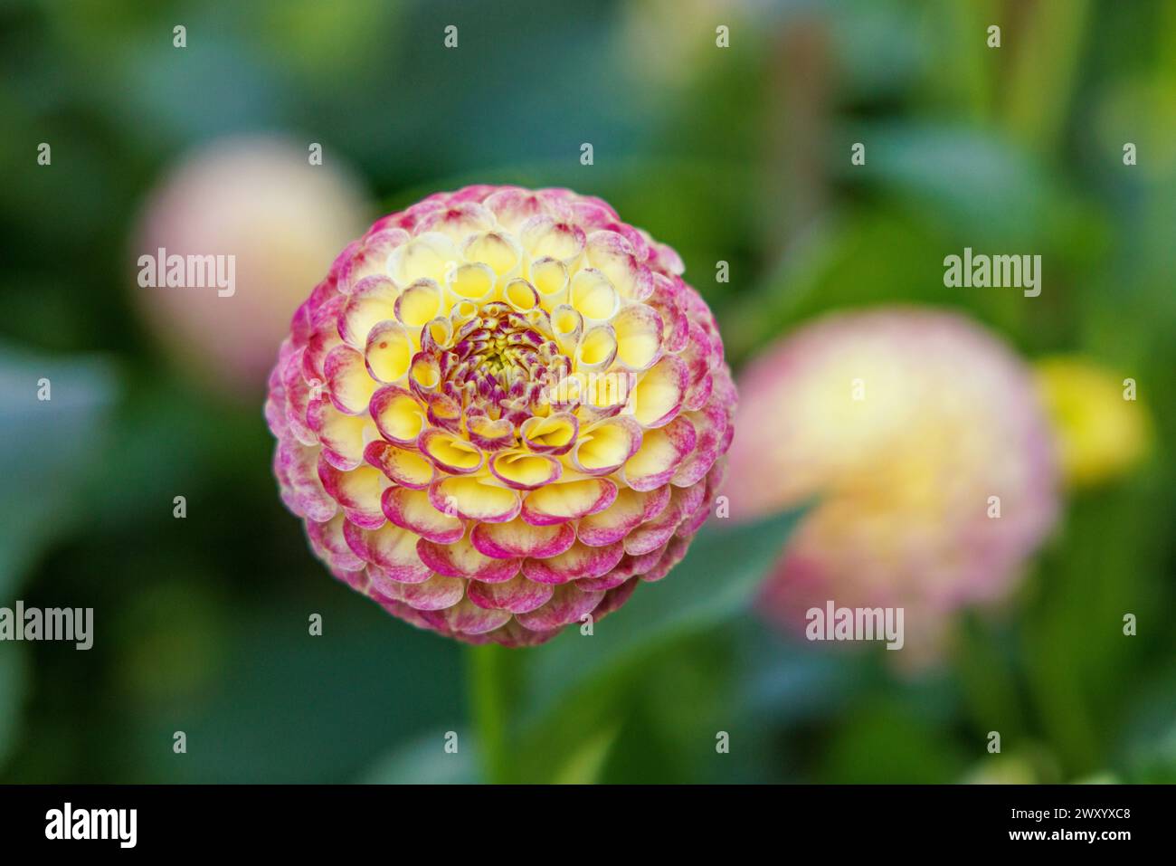 georgina (Dahlia 'Hapet Combo', Dahlia Hapet Combo), flower, cultivar ...