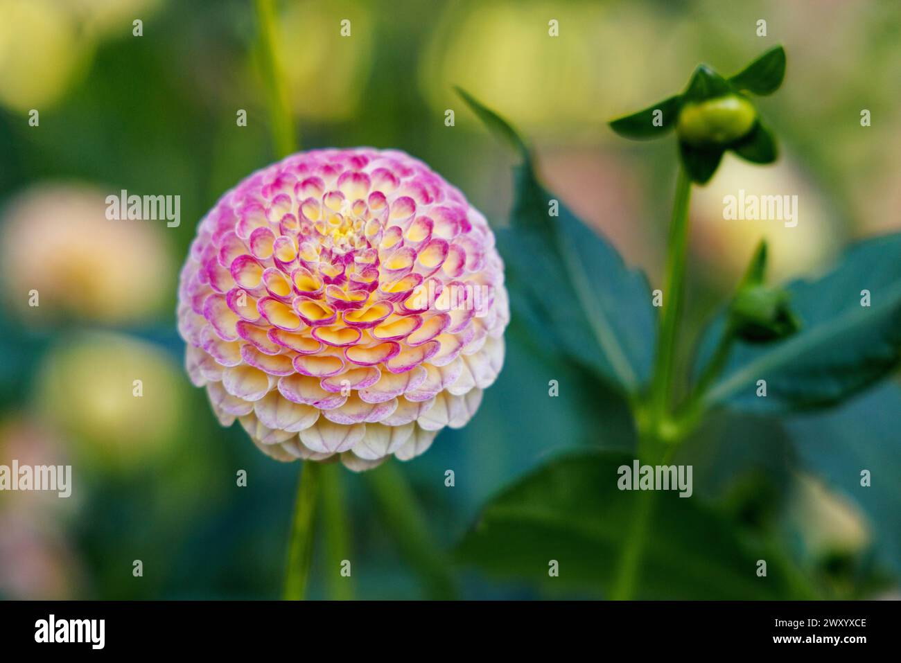 georgina (Dahlia 'Hapet Combo', Dahlia Hapet Combo), flower, cultivar ...