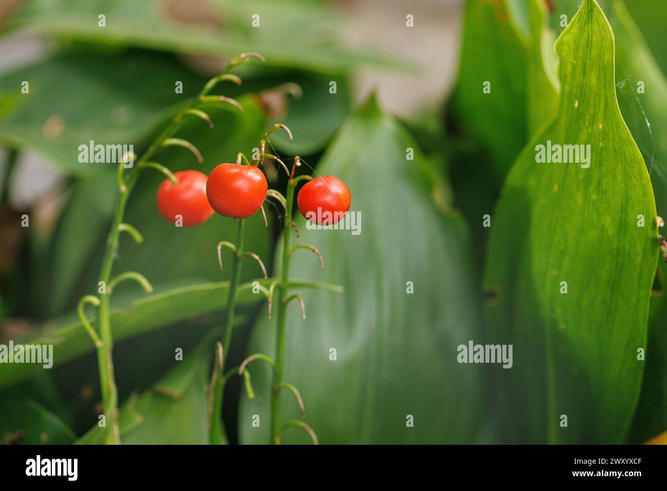 European lily-of-the-valley (Convallaria majalis), with fruits, Germany ...