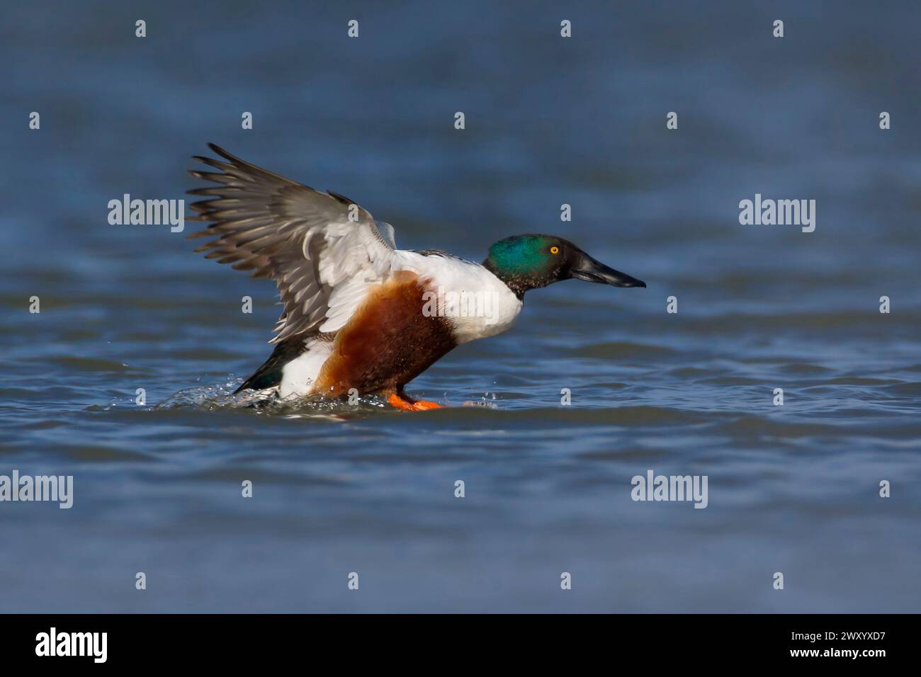 northern shoveller, shoveller (Anas clypeata, Spatula clypeata), drake ...