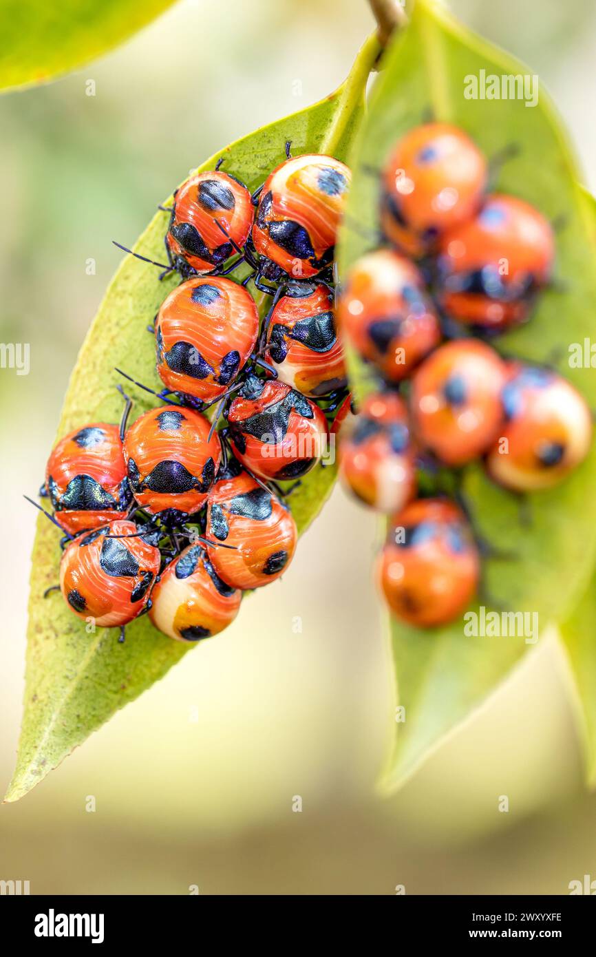 Close-up of a swarm of camellia shield bugs or tea seed bugs feeding on ...