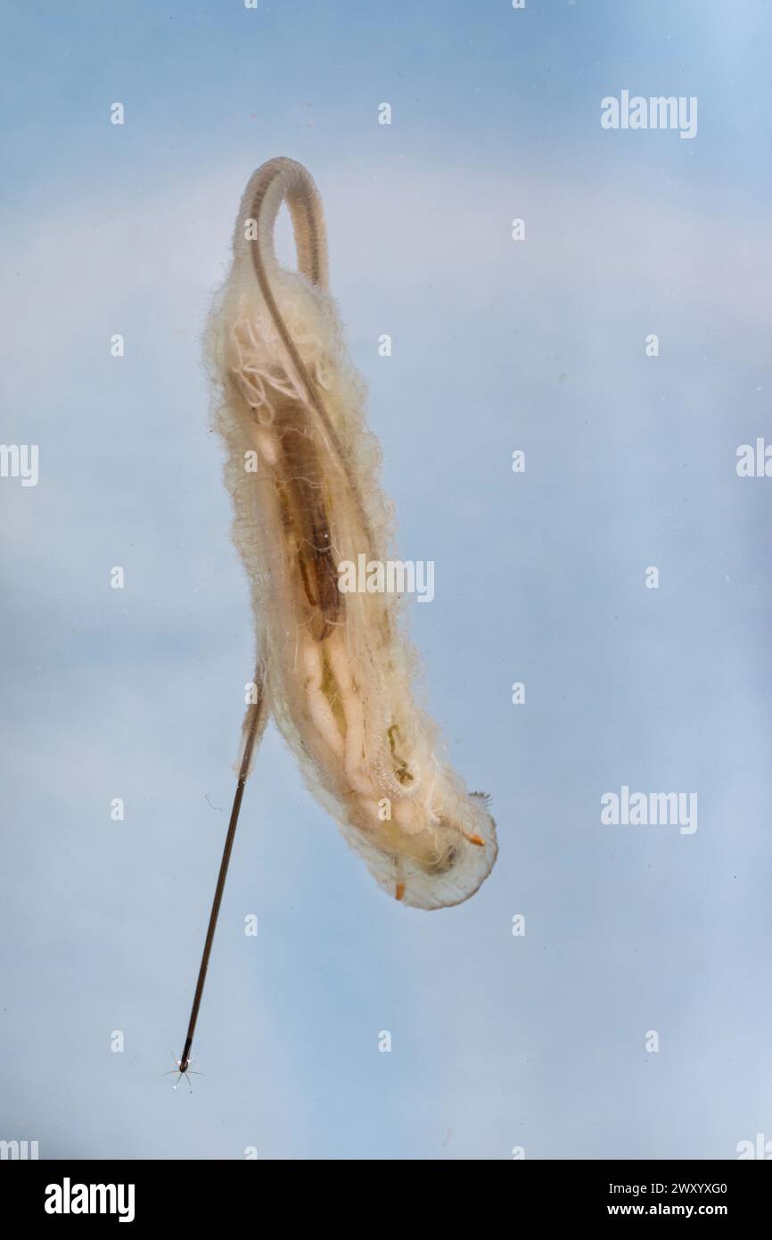 Rat insects hi-res stock photography and images - Alamy