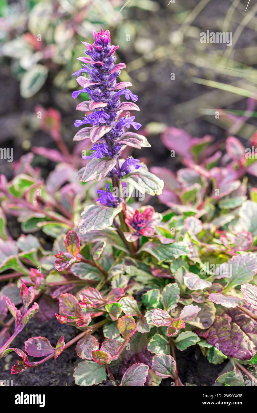 Common bugle, Creeping bugleweed (Ajuga reptans 'Burgundy Glow', Ajuga ...