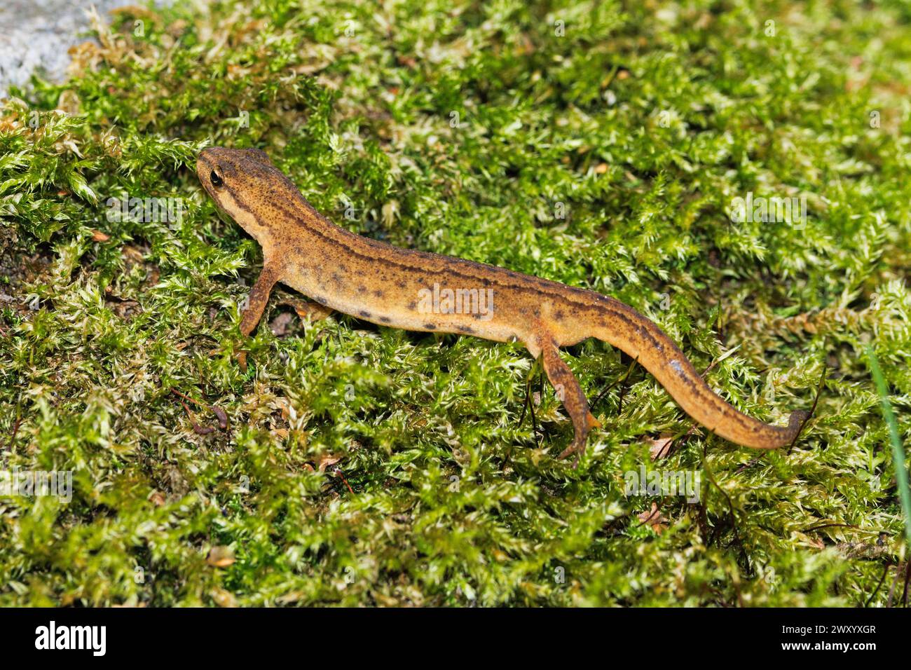 smooth newt (Triturus vulgaris, Lissotriton vulgaris ), juvenile on moss, Germany, Bavaria Stock ...