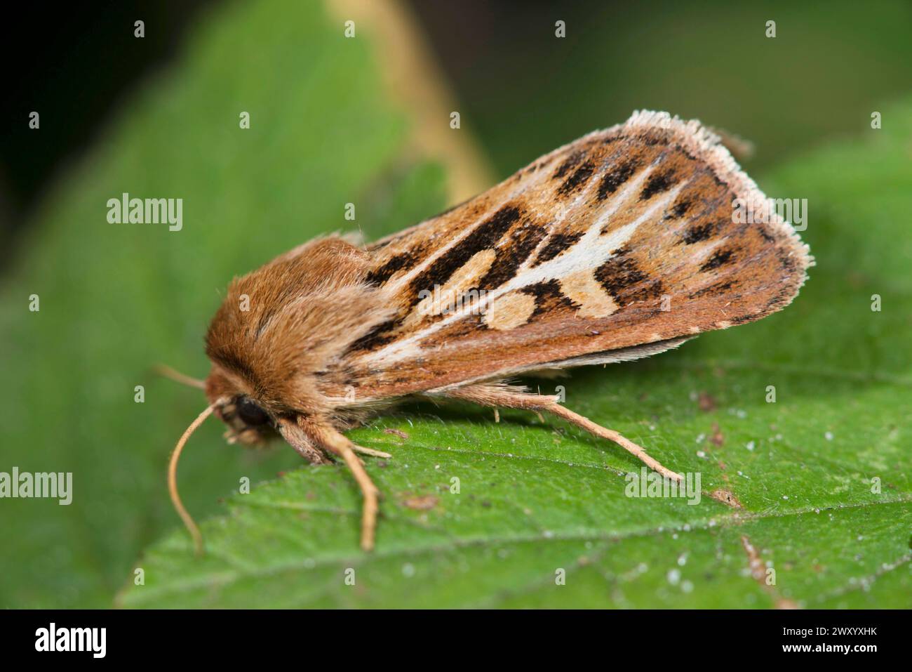 Antler moth, Owlet moths (Cerapteryx graminis), sitting on a leaf ...