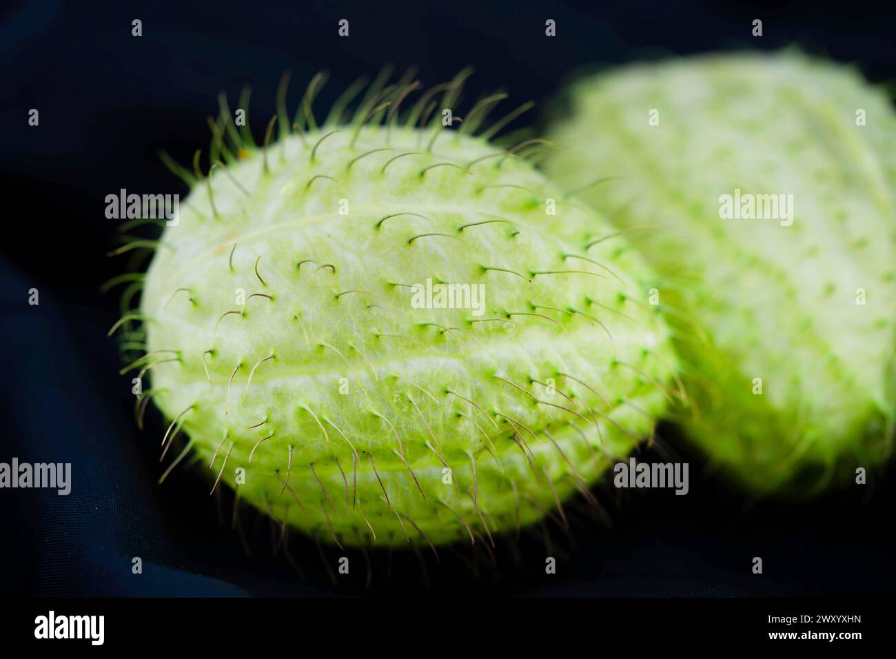hairy balls, balloonplant, balloon cotton-bush, bishop's balls ...