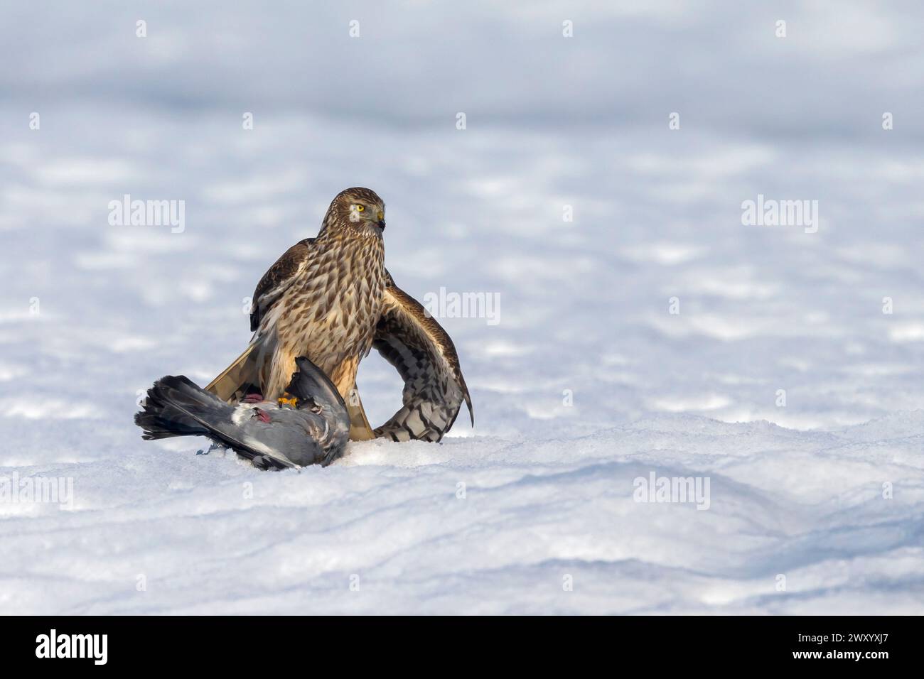 Harrier hen in winter hi-res stock photography and images - Alamy