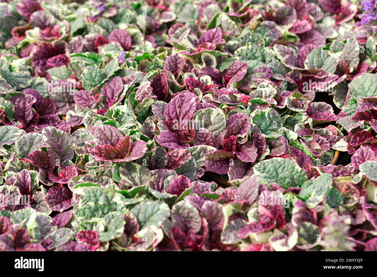Common bugle, Creeping bugleweed (Ajuga reptans 'Burgundy Glow', Ajuga ...