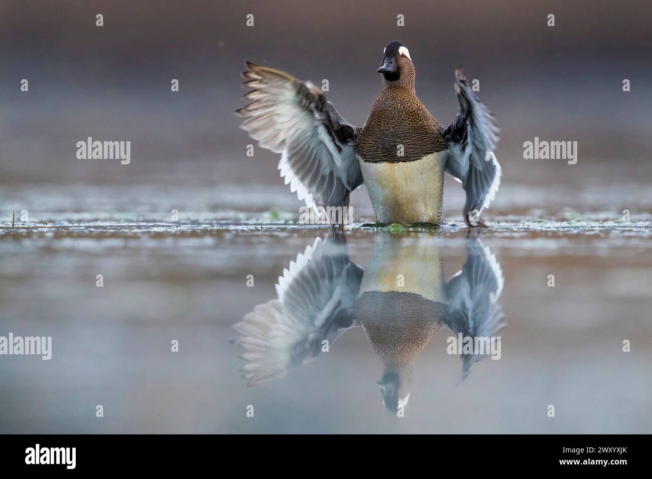garganey (Anas querquedula), fluttering drake in shallow water, front ...