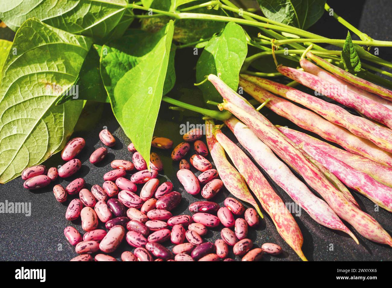 bush bean (Phaseolus vulgaris var. nanus), red Beans at the plant Stock ...