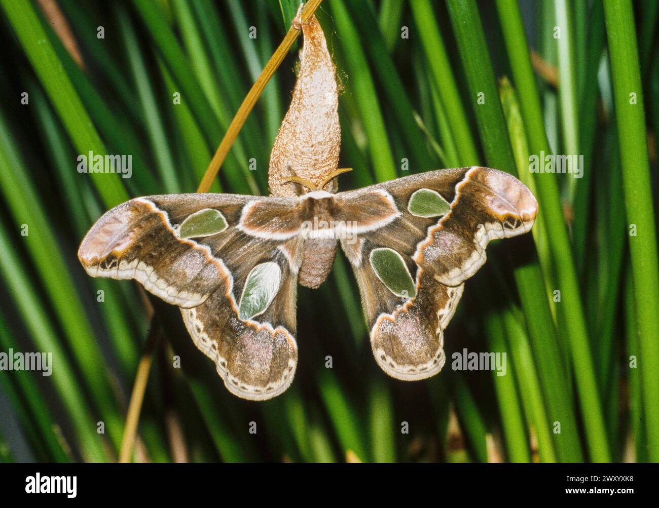 saturniid (Rothschildia cincta), saturniid from North America Stock ...