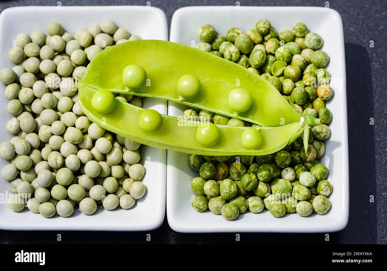 garden pea (Pisum sativum), different peas on a plates, with open pod ...
