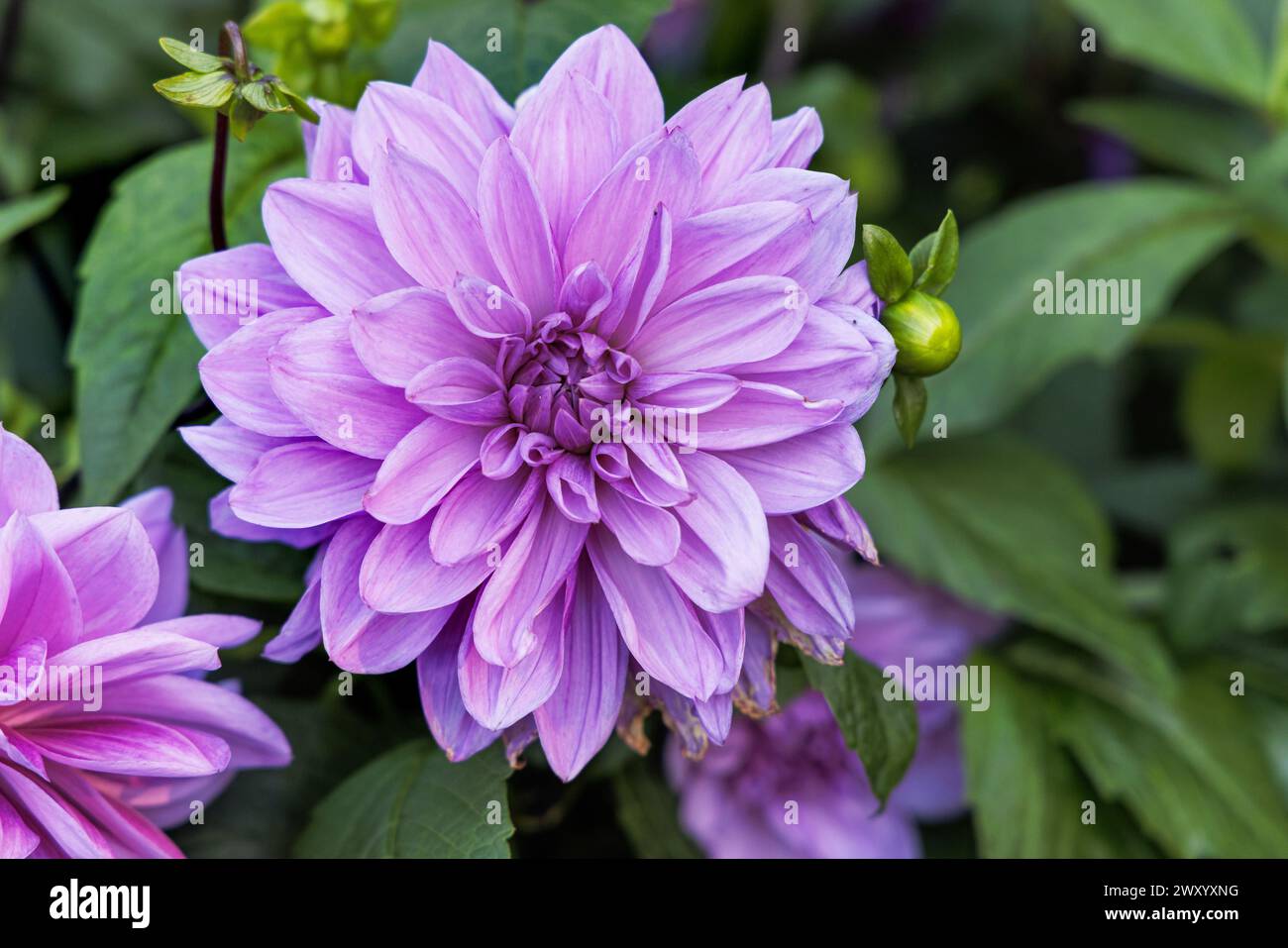 decorative georgina (Dahlia 'Lilac Time', Dahlia Lilac Time), flowers ...