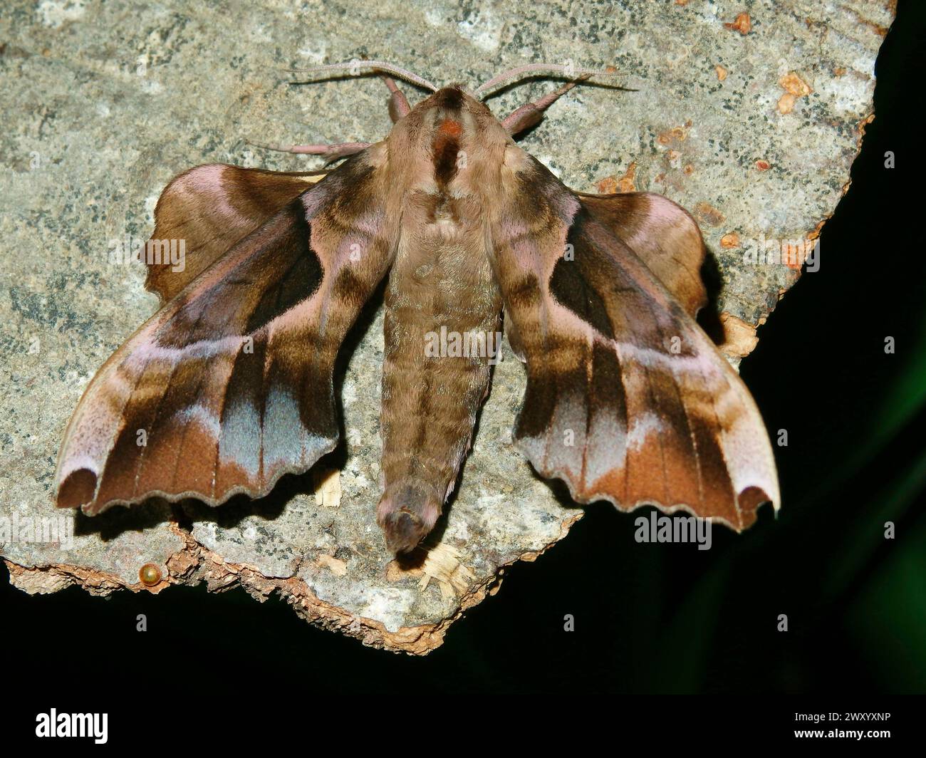 buff-leaf hawkmoth (Phyllosphingia dissimilis), spnhix moth from East ...