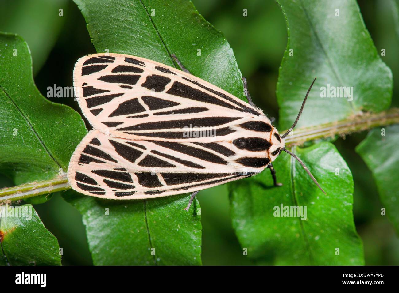 Virgin tiger moth (Grammia virgo), arctiid from North America Stock ...