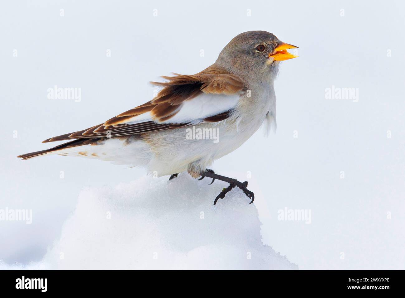 white-winged snow finch (Montifringilla nivalis), singing male in snow ...