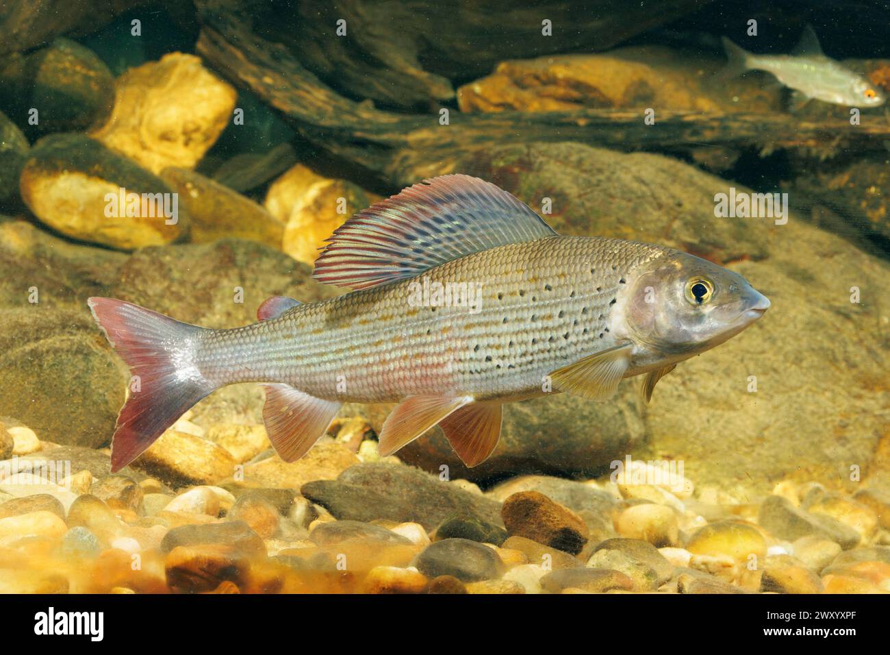 grayling (Thymallus thymallus), milkner, side view, Germany Stock Photo ...