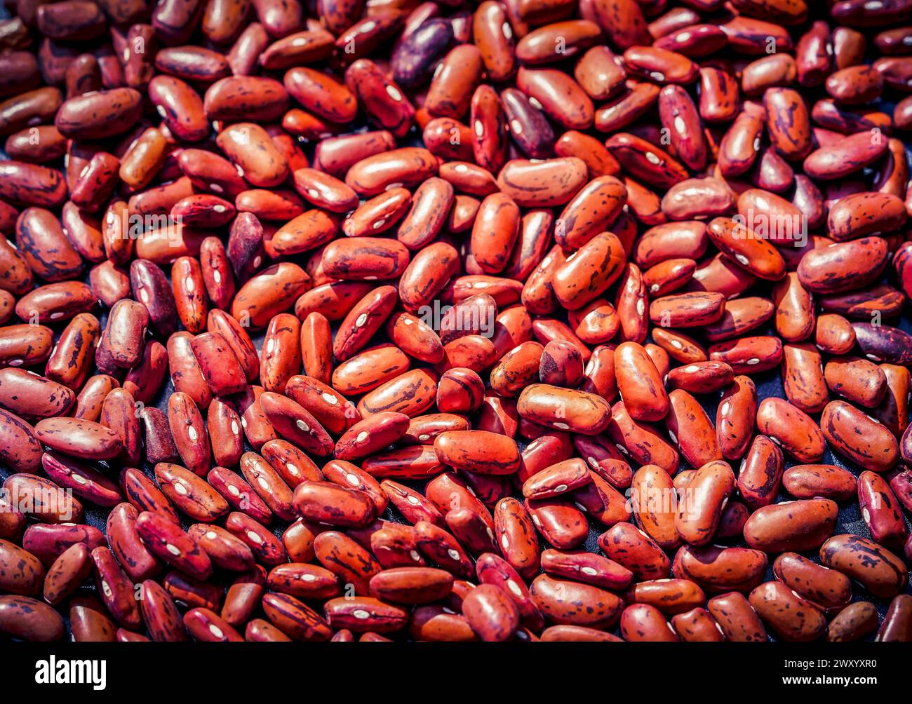 bush bean (Phaseolus vulgaris var. nanus), red beans Stock Photo - Alamy