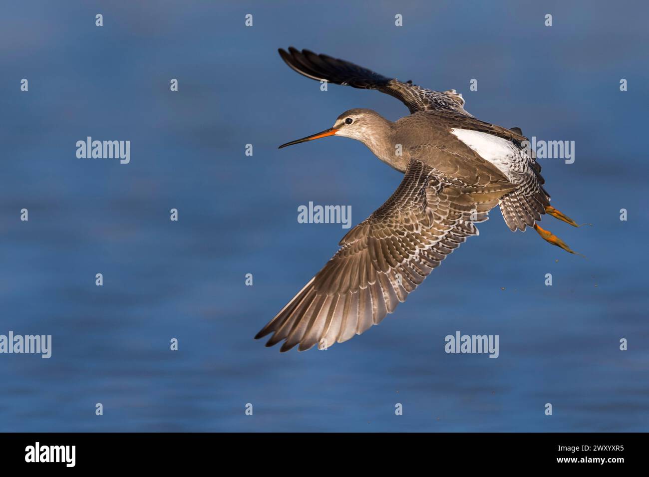 spotted redshank (Tringa erythropus), juvenile bird in flight, side ...
