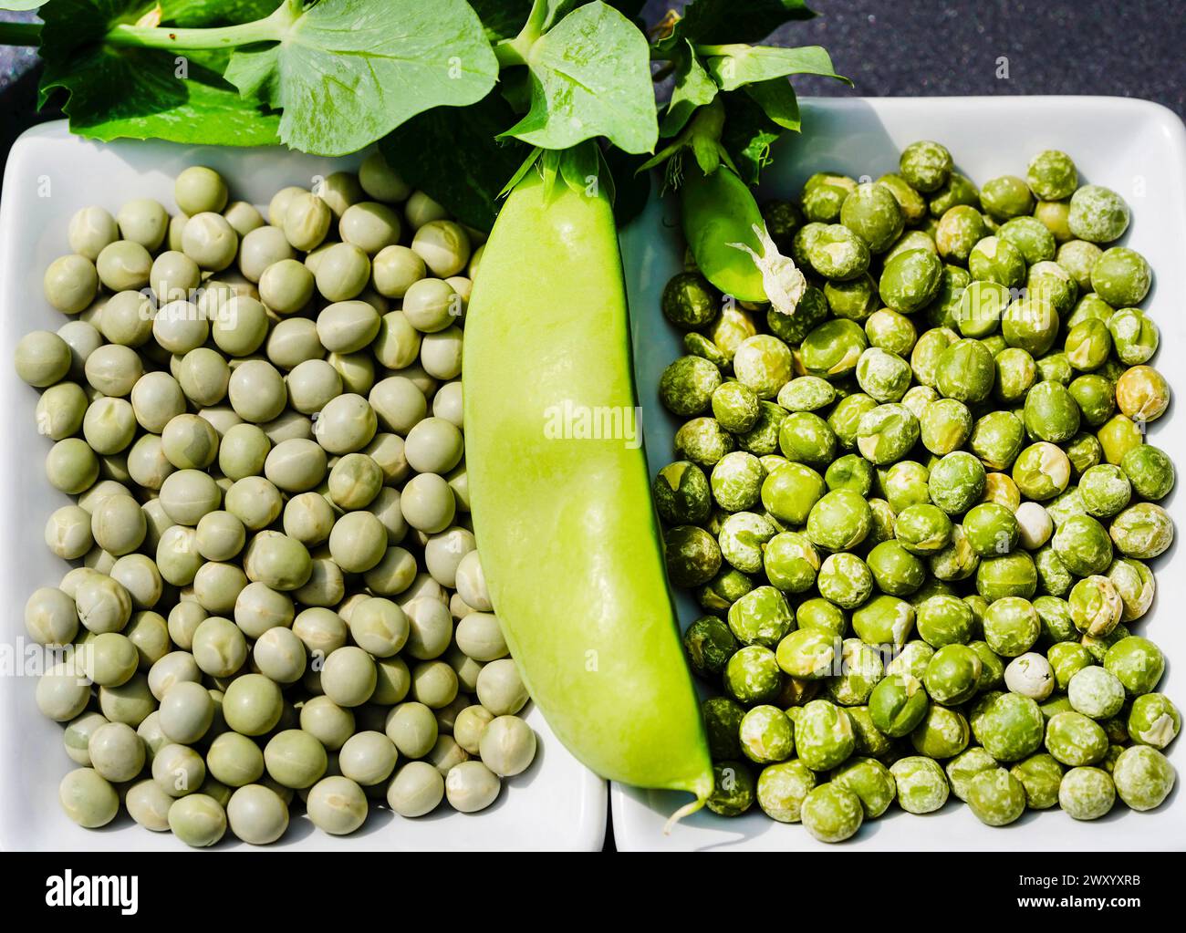 garden pea (Pisum sativum), different peas on a plates, with pod Stock ...