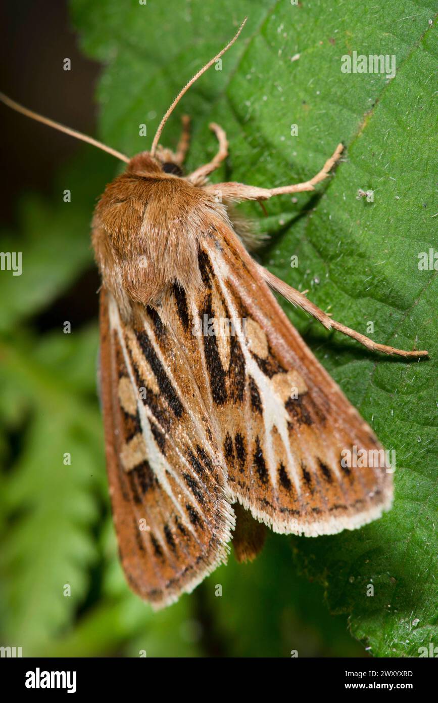 Antler moth, Owlet moths (Cerapteryx graminis), sitting on a leaf ...