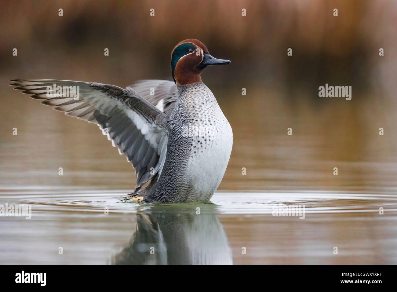 green-winged teal, Eurasian teal, Eurasian green-winged teal, common ...