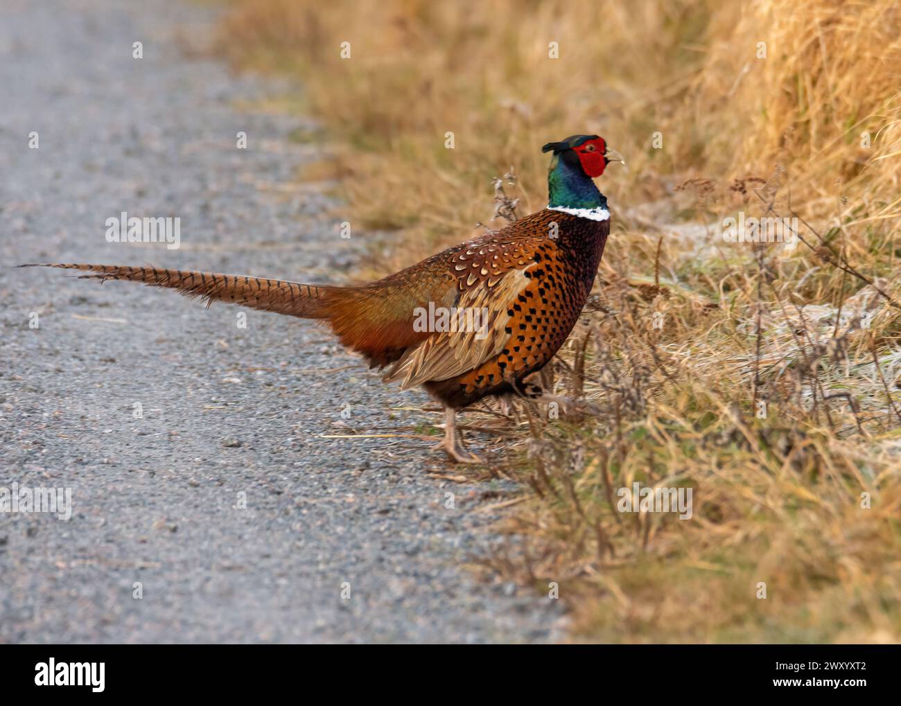 Pheasant on road hi-res stock photography and images - Alamy