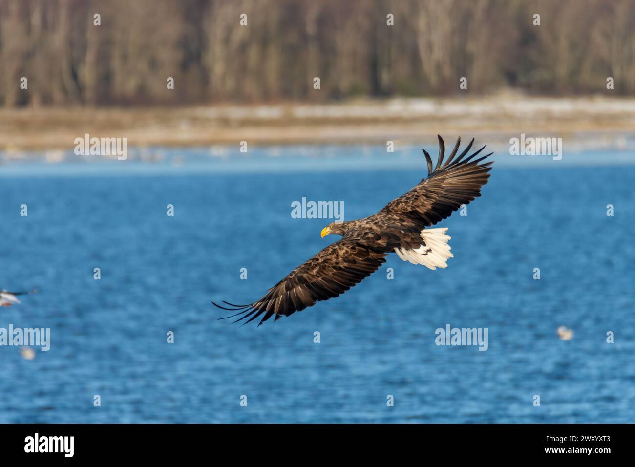 Eagle flying over lake hi-res stock photography and images - Alamy