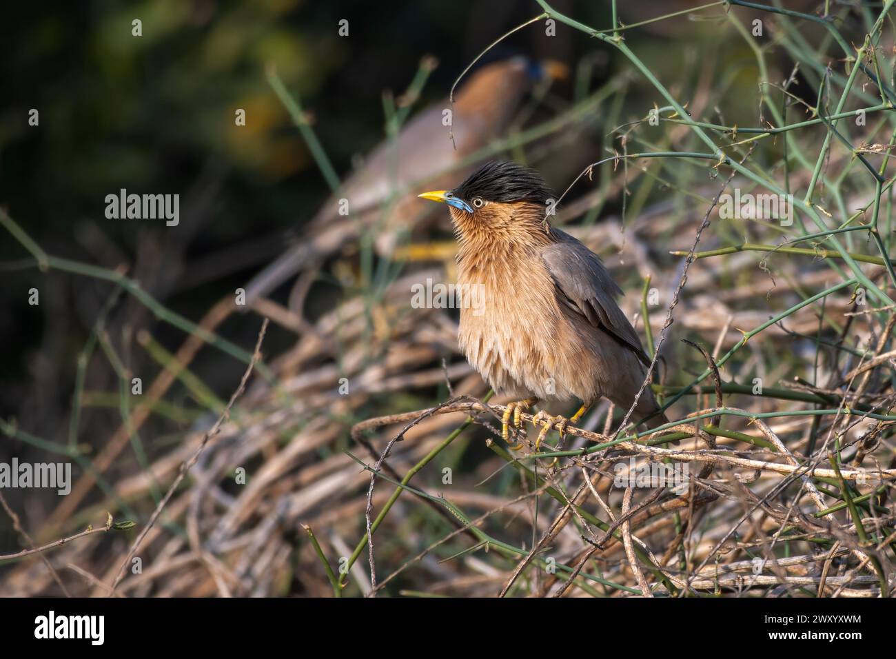 Brahminy starling or brahminy myna (Sturnia pagodarum) observed in ...
