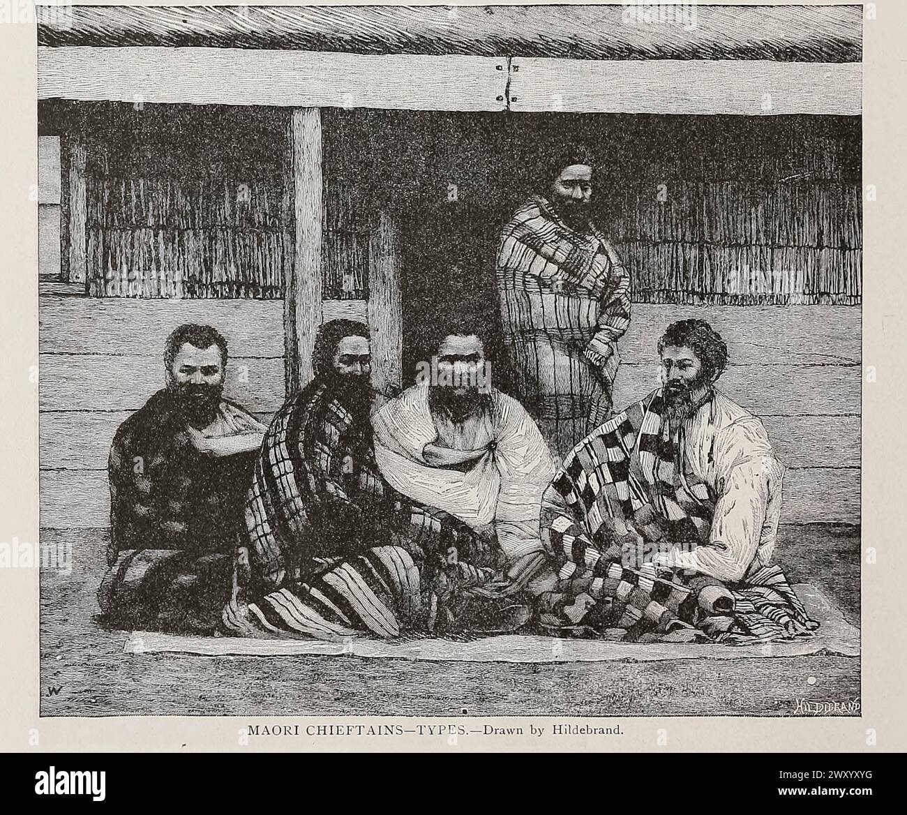 Anthropological illustration maori race hi-res stock photography and ...