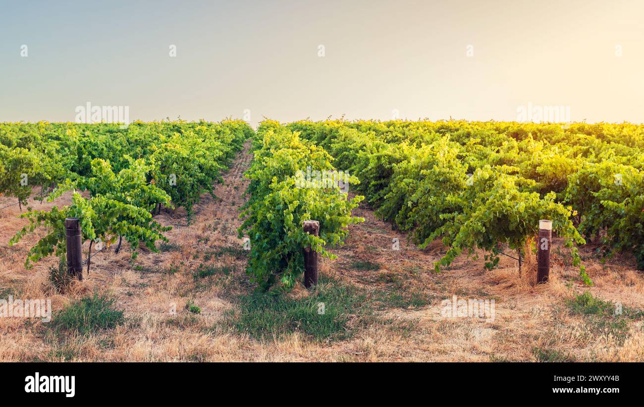 Barossa Valley wine region vineyards at sunset time, Tanunda, South ...