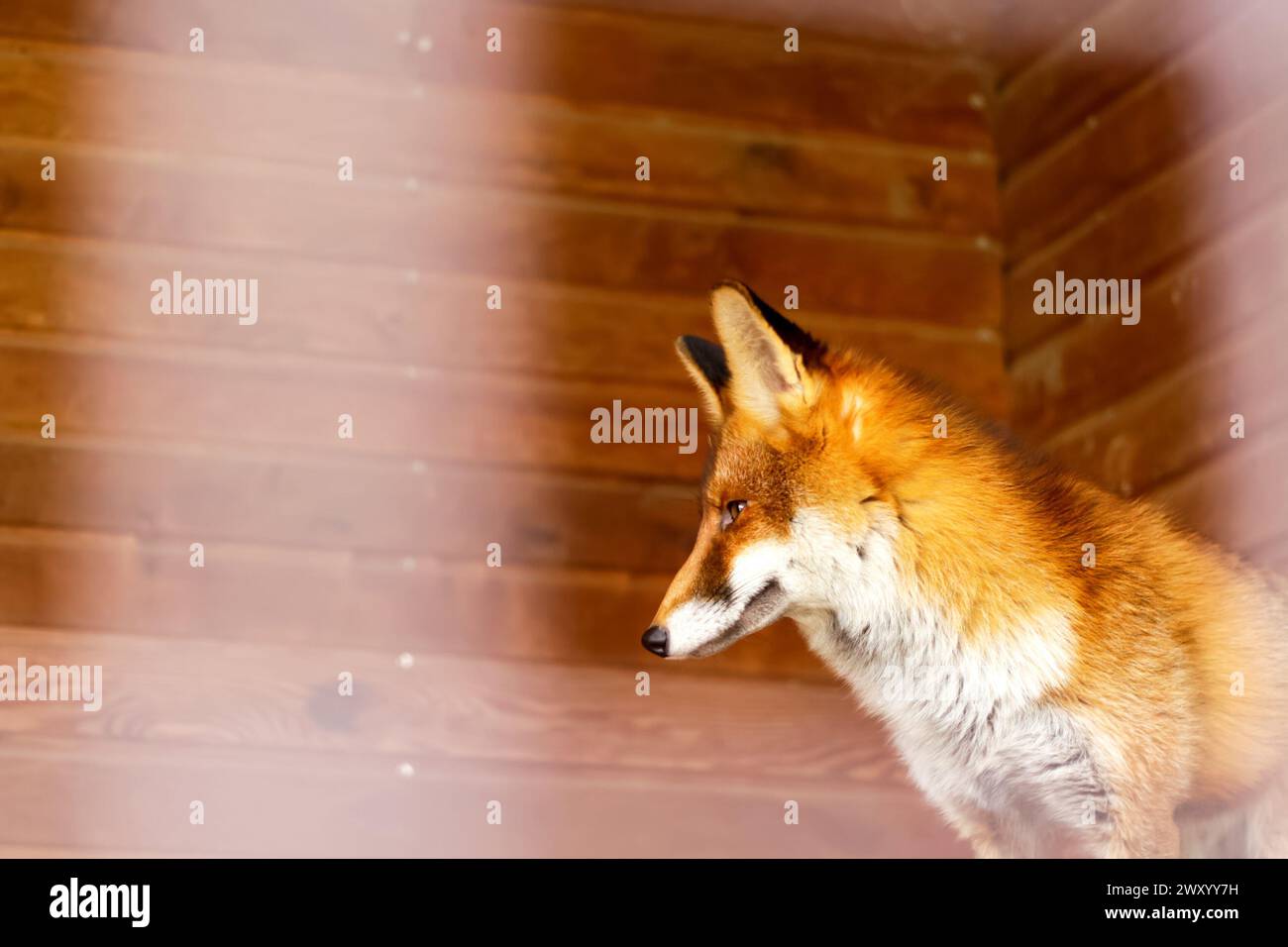 A sleek profile of a majestic fox against a vibrant orange background ...