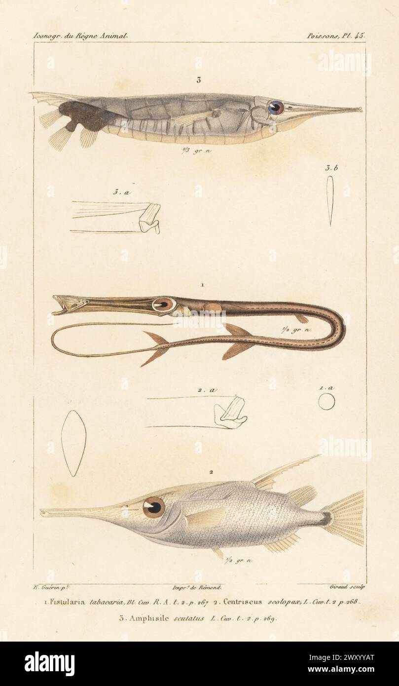 Amphisile animal hi-res stock photography and images - Alamy