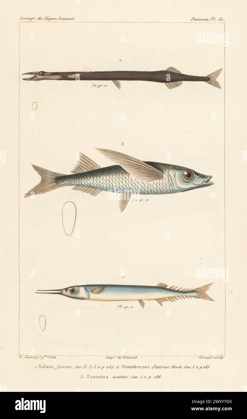 Noodlefish hi-res stock photography and images - Alamy