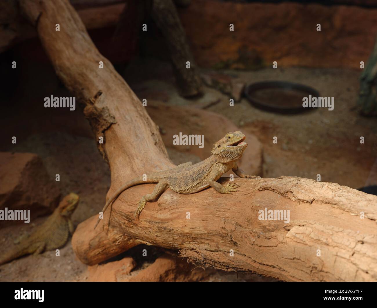 bearded dragon lizard lying in the branch in terrarium, walk in ...