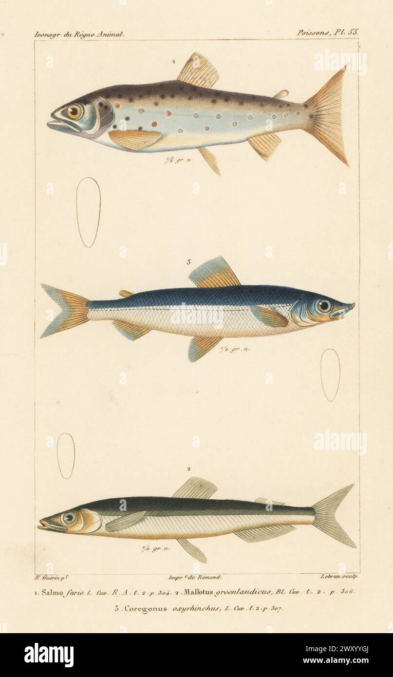 Mallotus groenlandicus hi-res stock photography and images - Alamy