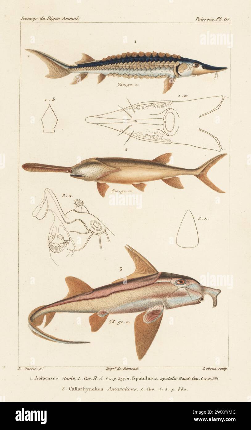 Polyodon hi-res stock photography and images - Alamy