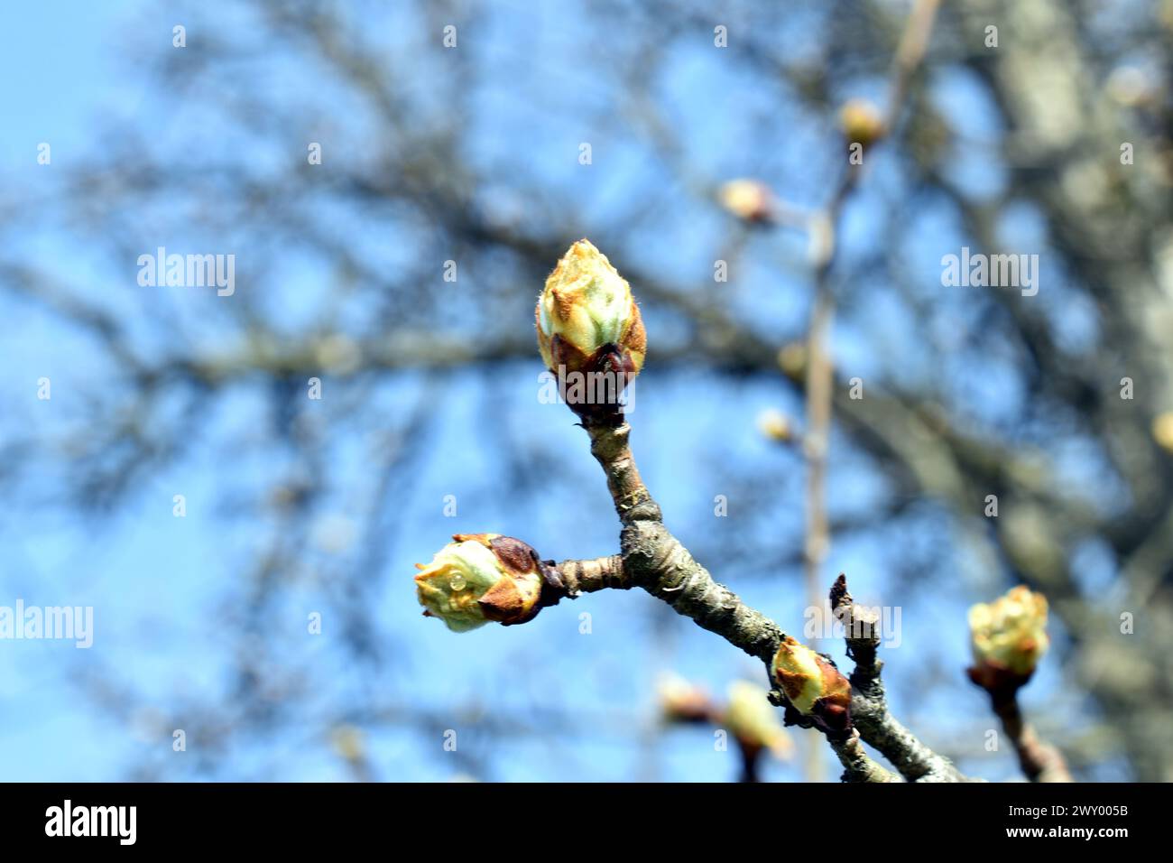 Swollen buds on a walnut tree branch Stock Photo - Alamy