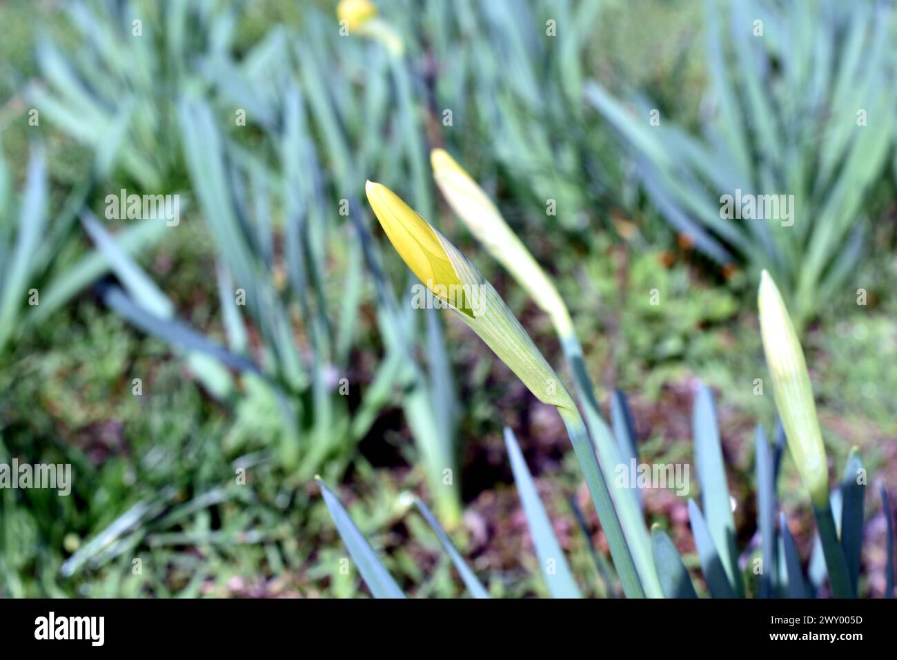 Unblamed daffodils grow in a flower bed Stock Photo - Alamy