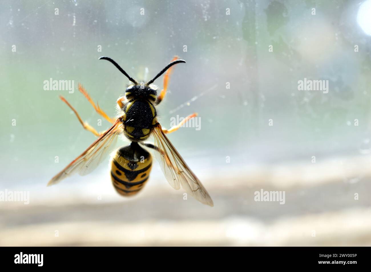 Queen wasp on nest hi-res stock photography and images - Alamy