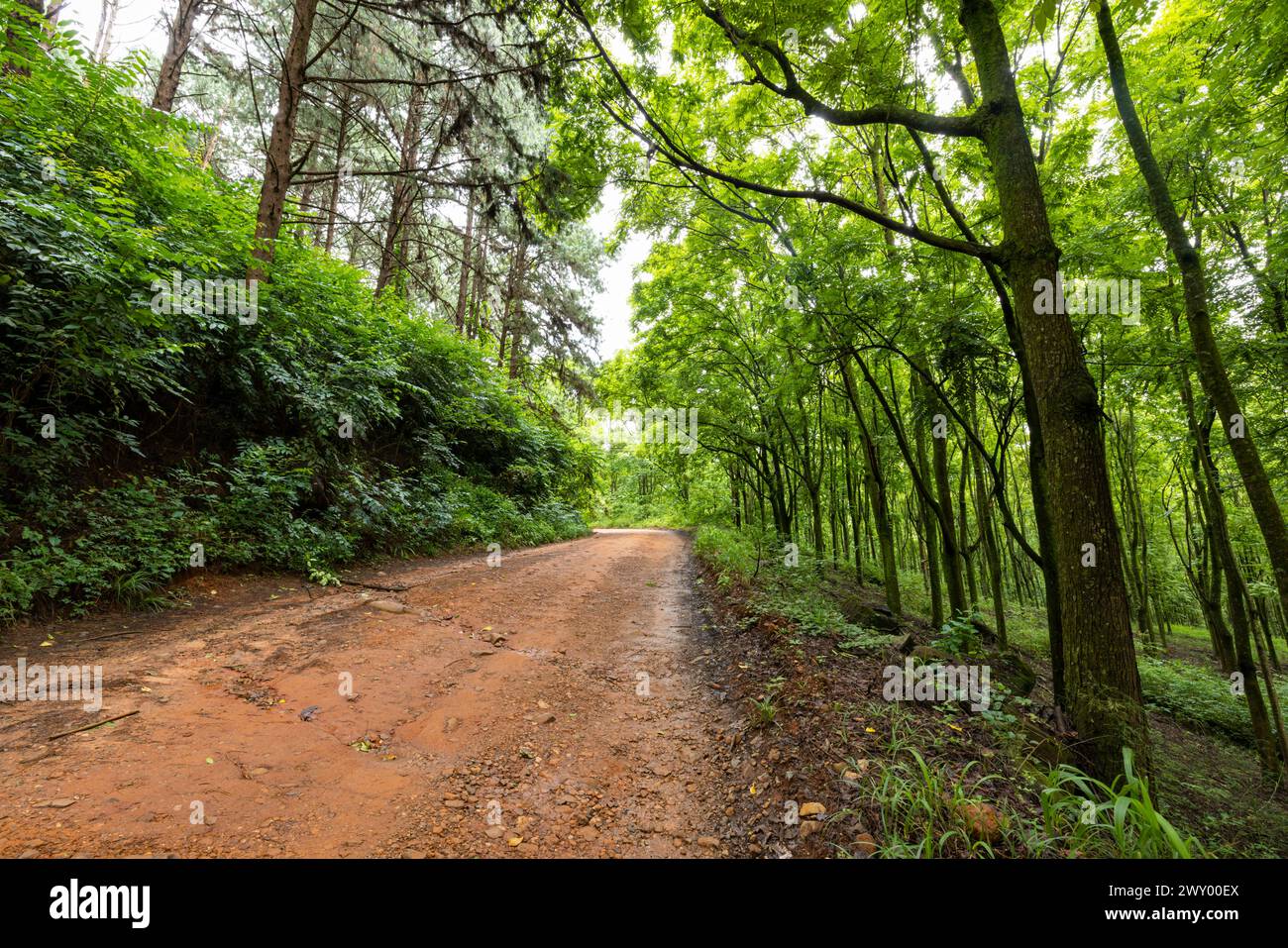 Road in green forest hi-res stock photography and images - Alamy